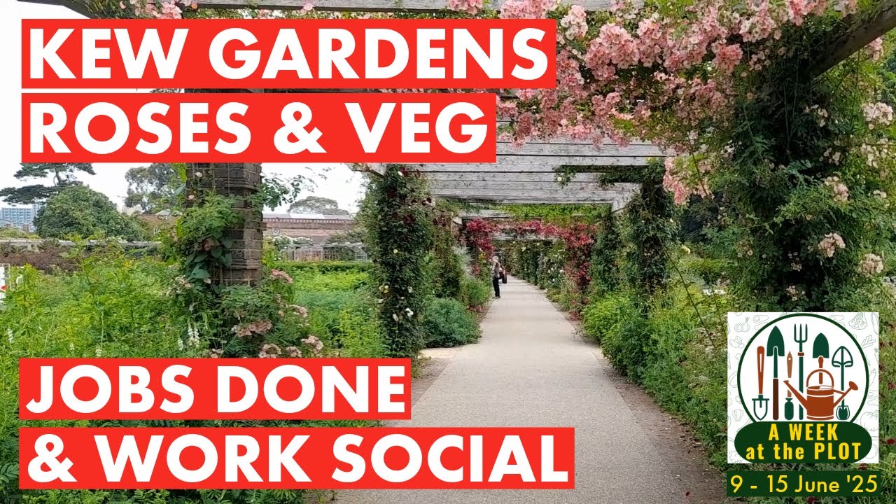 Kew Gardens Roses & Kitchen Garden, Yellowing & Weak Squash, & Plot ...