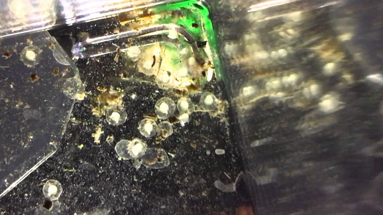 Purple oil catfish eggs and fry centromochlus reticulatus - YouTube
