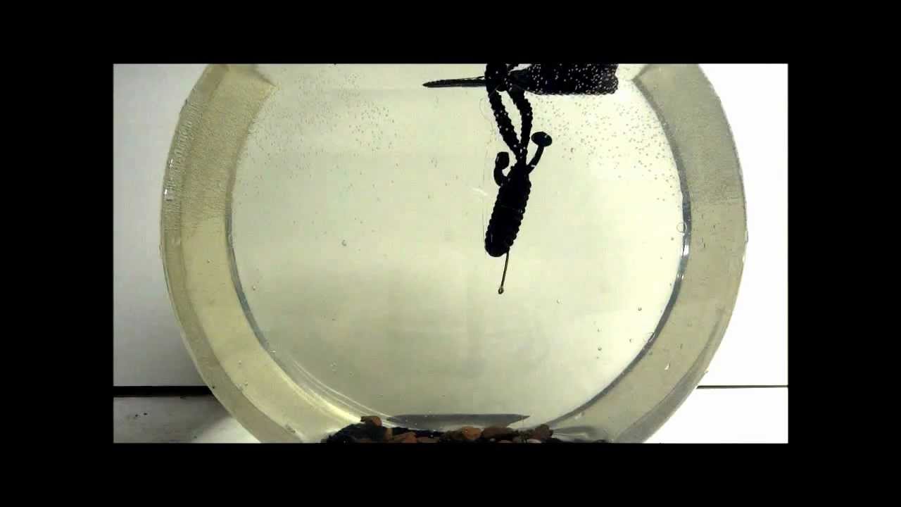 The New Floating Soft Plastic Craw Beaver Bait - YouTube