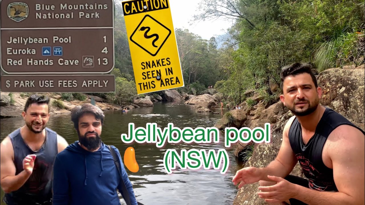 Jellybean pool Sydney (jellybean shaped pool)| be aware of snake | Blue ...