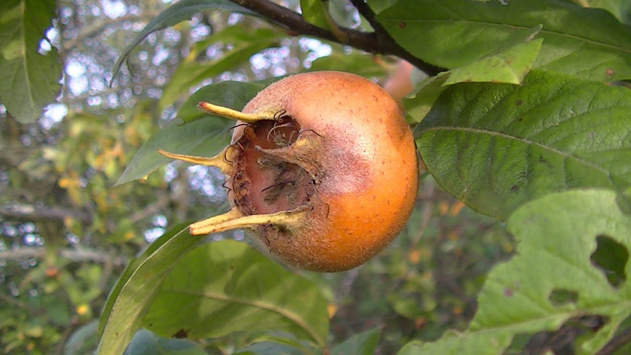 Nèfle , un fruit sauvage comestible , survie - YouTube