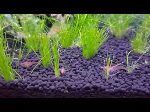 Day 42 - Project Plantarium a Nature Aquascape Project