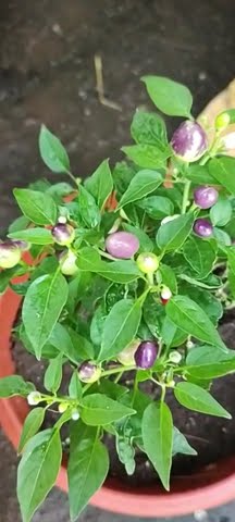 types of chilli on terrace garden - YouTube