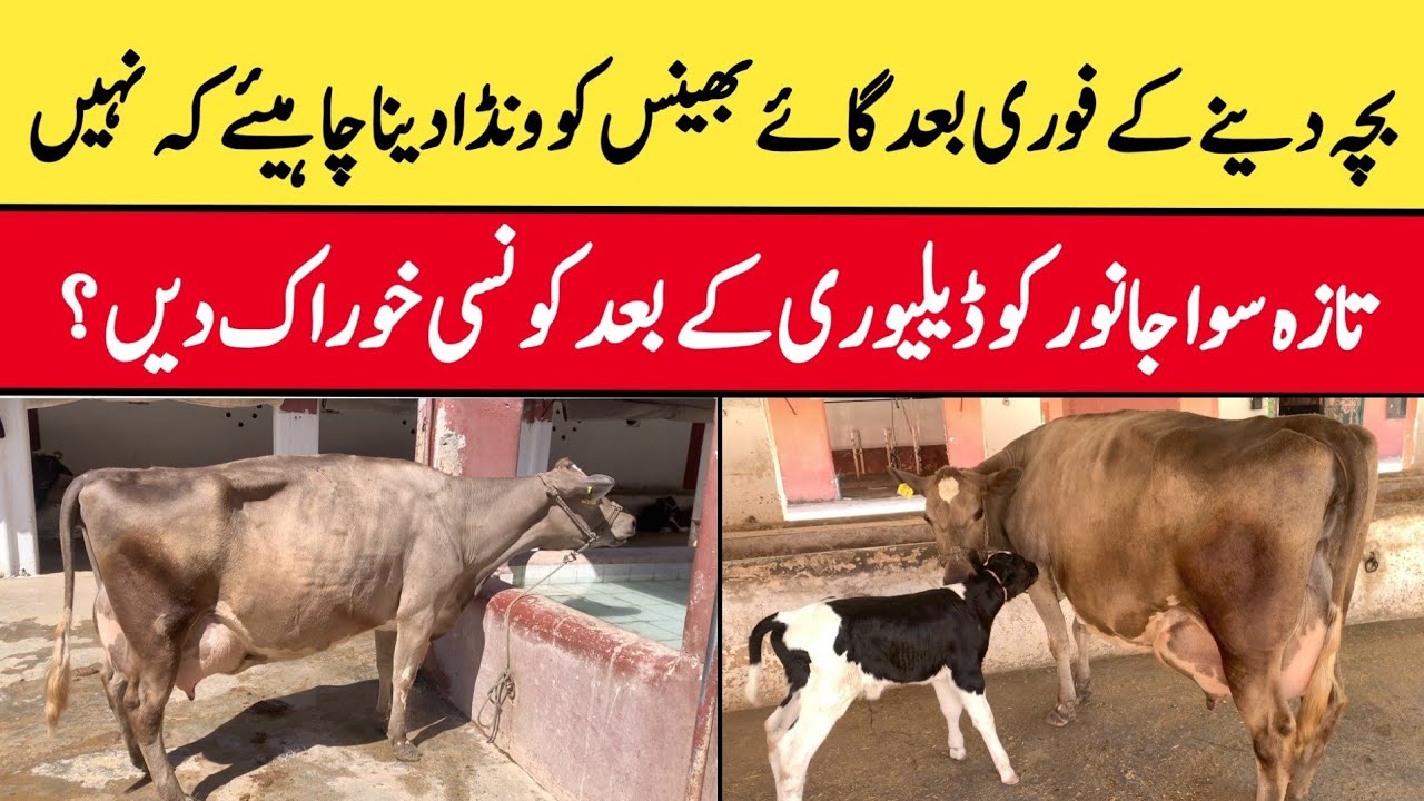 Best Post-Calving Diet for Cows & Buffaloes | Boost Milk Production ...