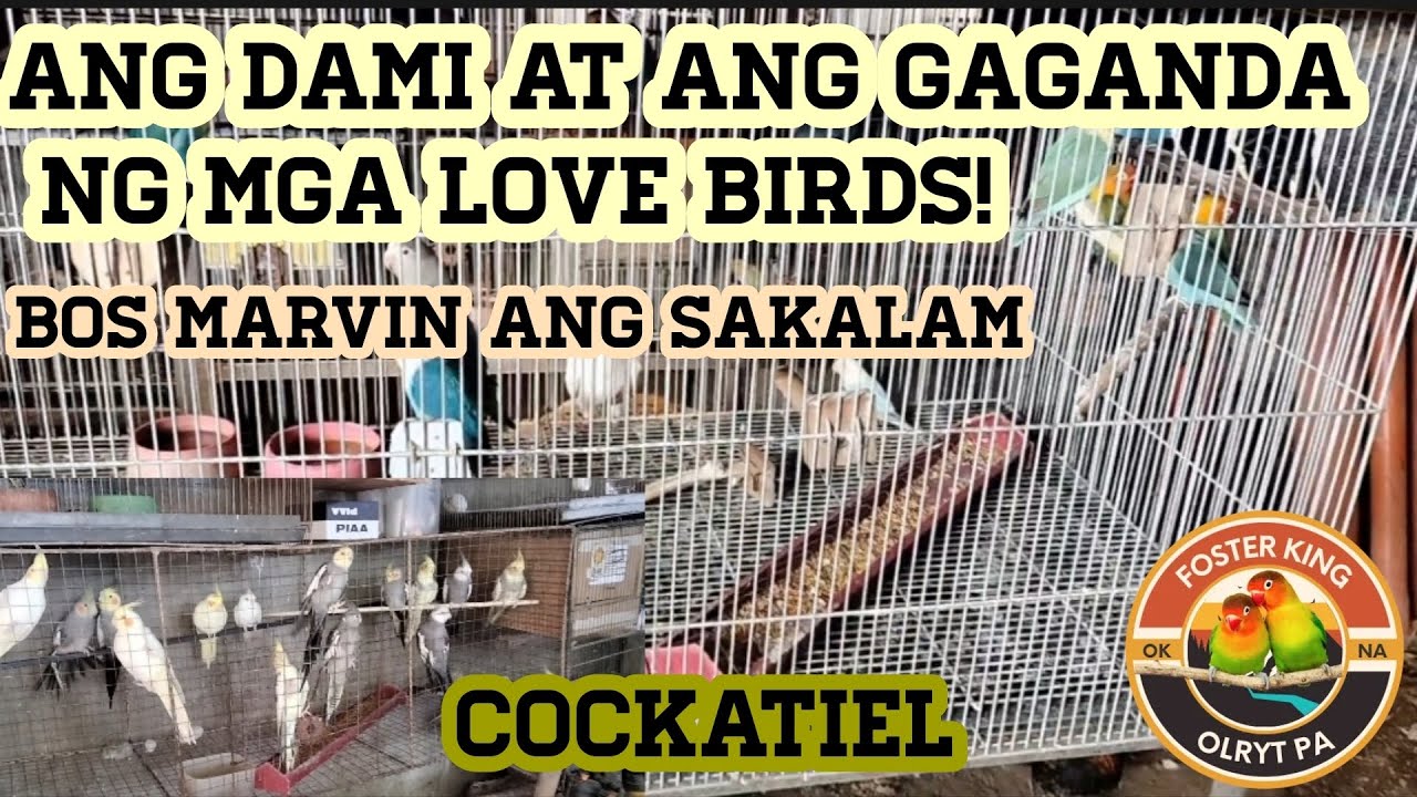 Bos Marvin ang sakalam! ( Ang dadami at gaganda ng mga LOVE BIRDS AT COCKATIEL) Yahoo! - YouTube