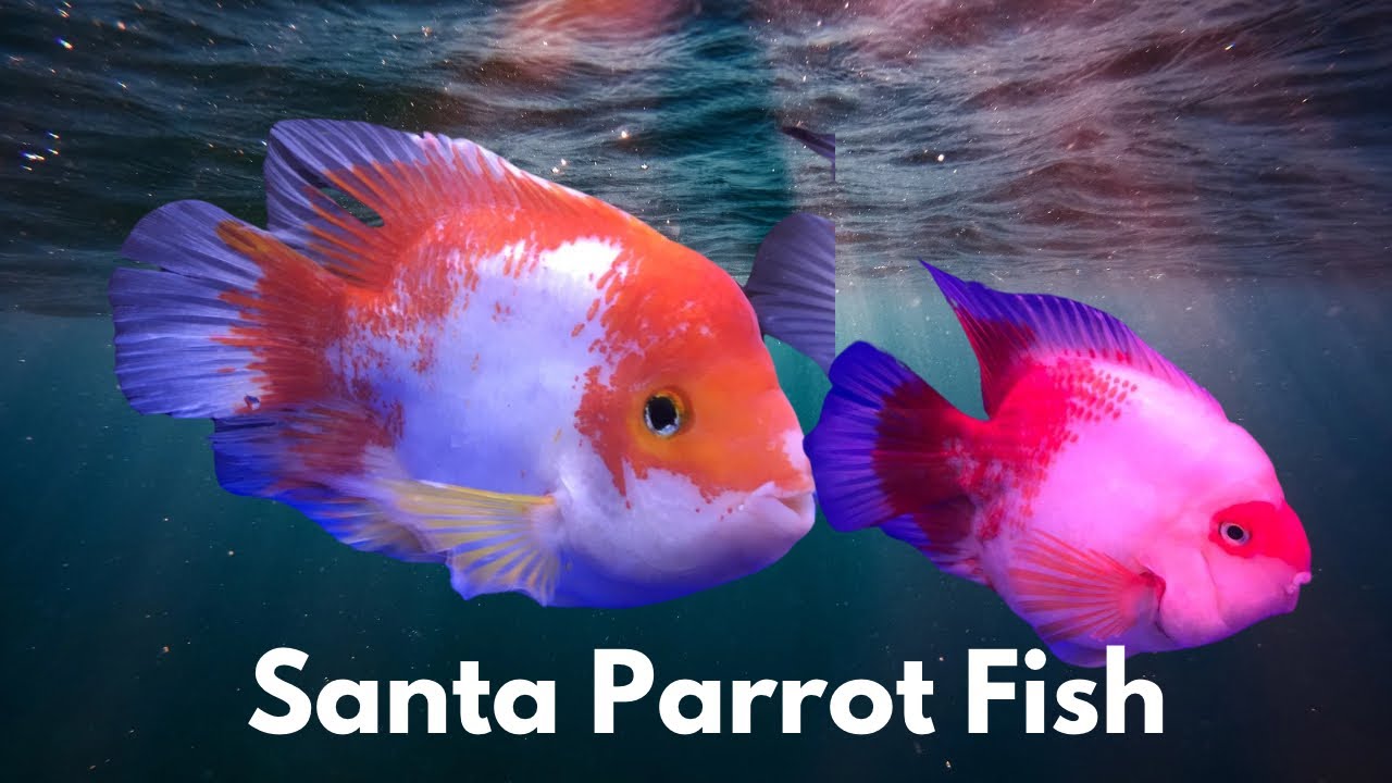 Santa Parrot Fish | Red & White Parrot - YouTube