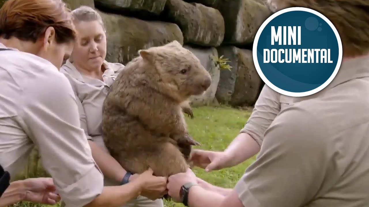 Wómbat (mini documental) - YouTube