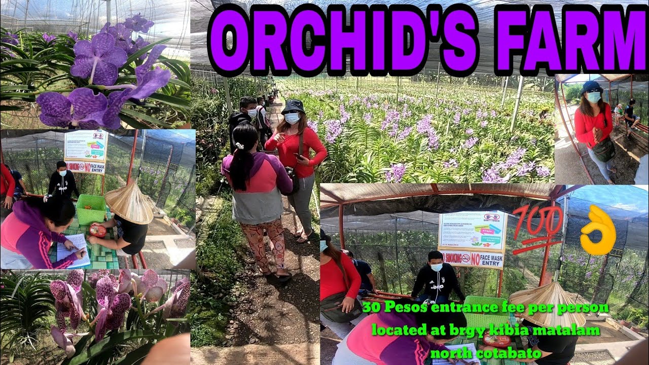 ORCHID'S FARM NG KIBIA MATALAM NORTH COTABATO - YouTube