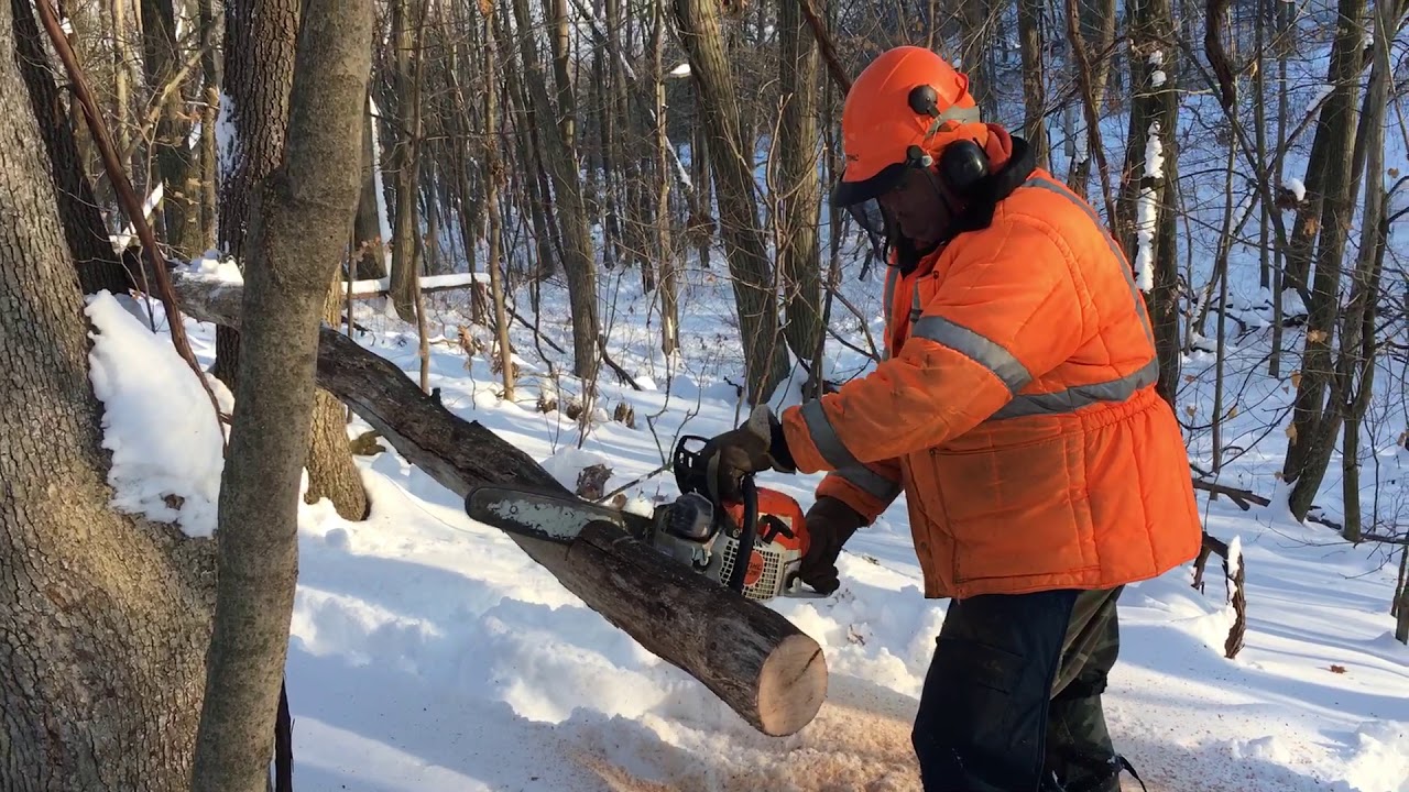 How to cut dead/dry oak tree on hillside while standing in foot of snow ...