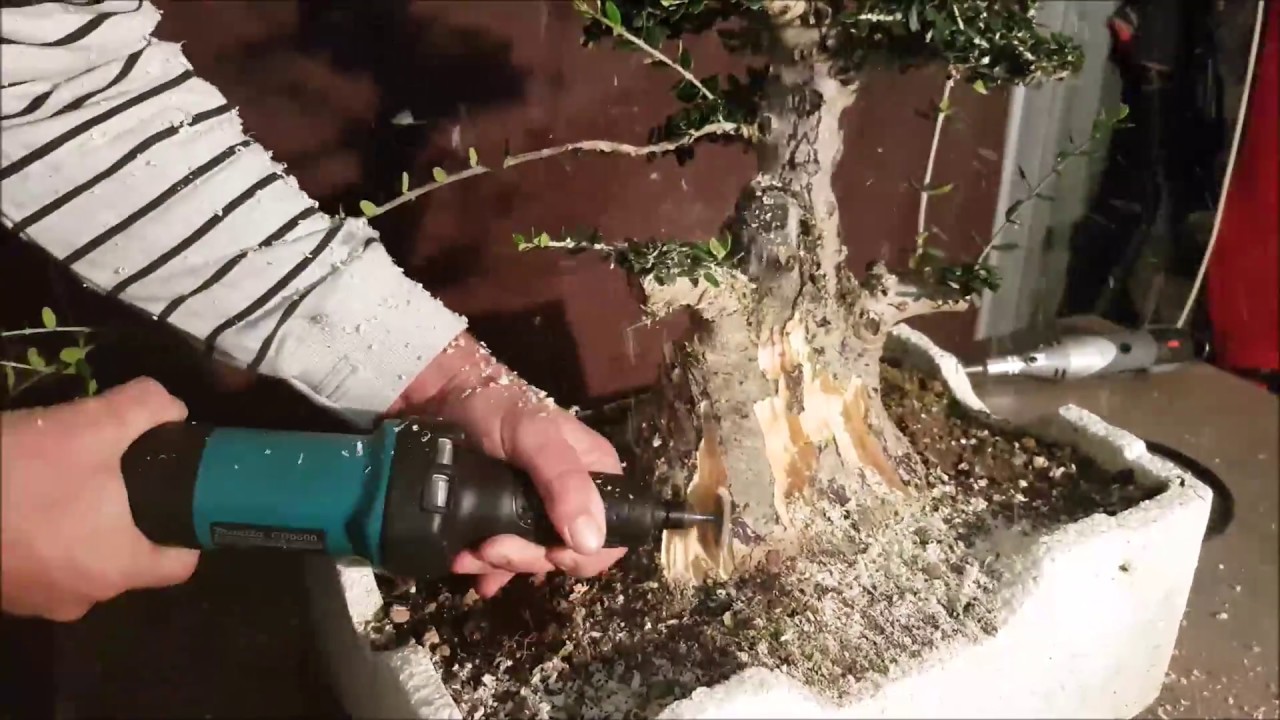 Bonsai Carving An Olive Stump. Aussie Bonsai Bloke. Trying out a new ...