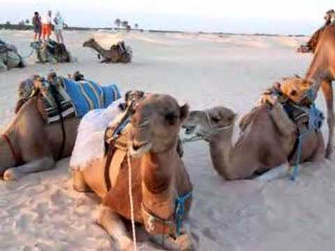 Cammello Tunisia