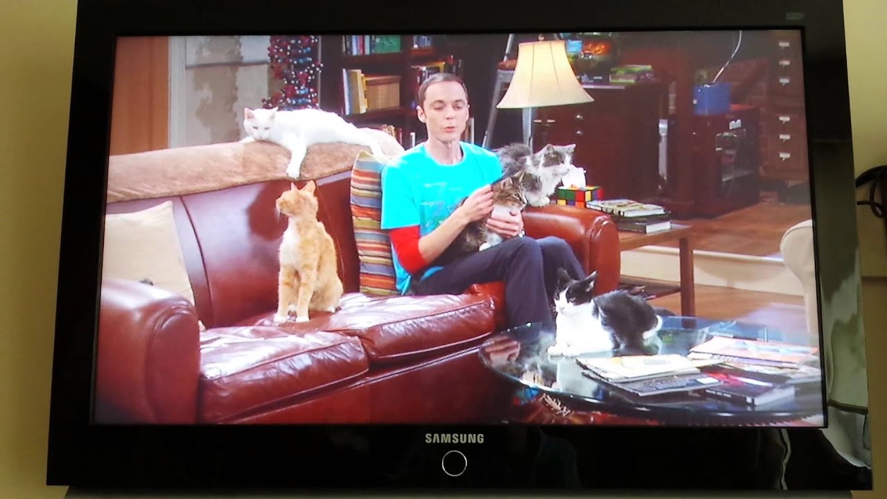 Big bang theory - sheldon with cats - YouTube