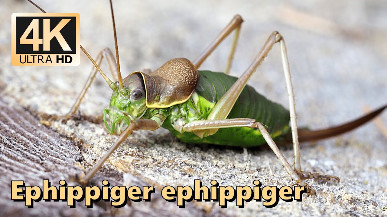 Saddle-backed bush cricket (Ephippiger ephippiger) - YouTube