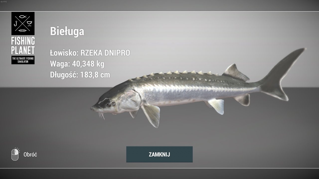 Fishing Planet Dnipro River Ukraine Beluga | Bieługa Rzeka Dnipro ...