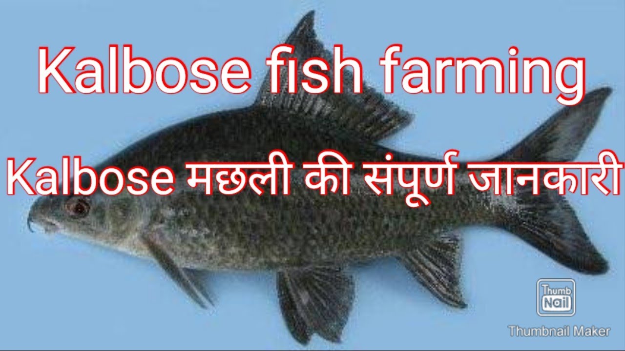 Kalbose fish farming. Kalbose मछली की संपूर्ण जानकारी - YouTube