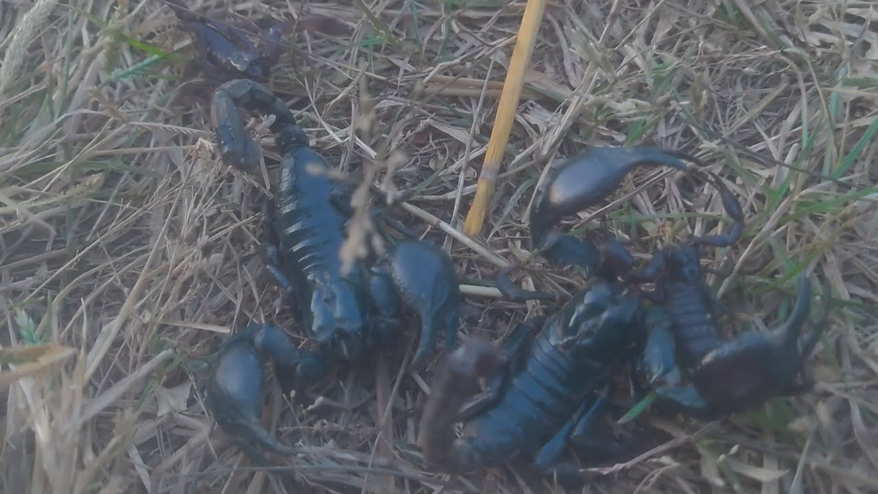 Found 4 scorpions today.0121-NATURE - YouTube