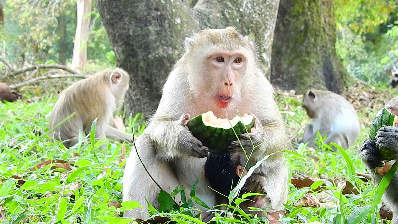 Wow !! Mommy Monkey Eat Watermelon So Delicious - YouTube