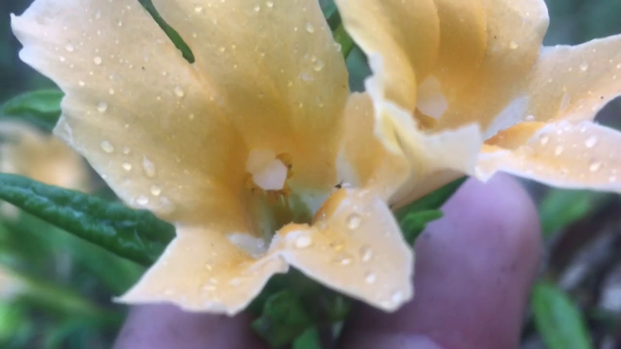 The Magical Sticky Monkey Flower - YouTube