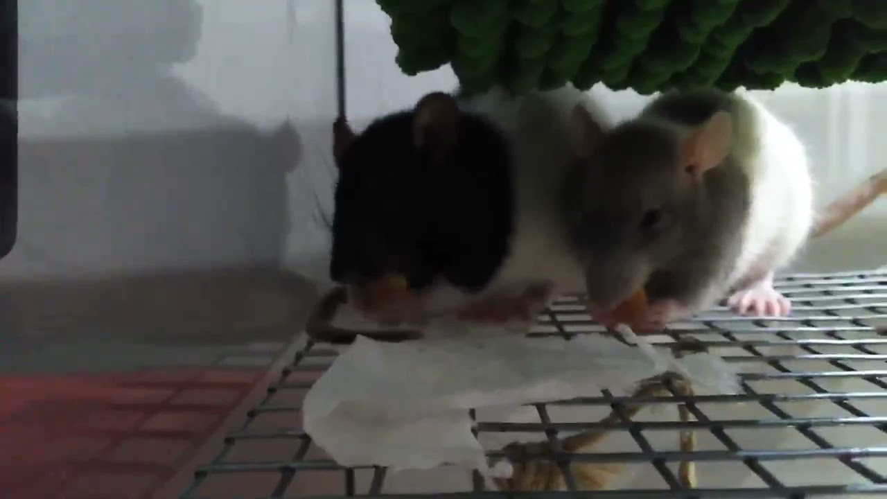 Footage of Louie and Larry as cute baby rats ️ - YouTube