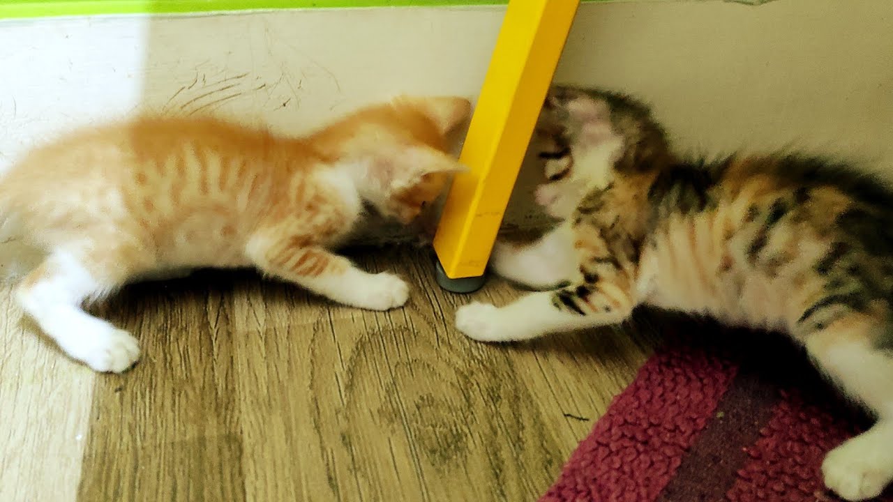 🐱Cute Kittens Funny Play🐈| Funny Kittens Playing | Cat Videos - YouTube