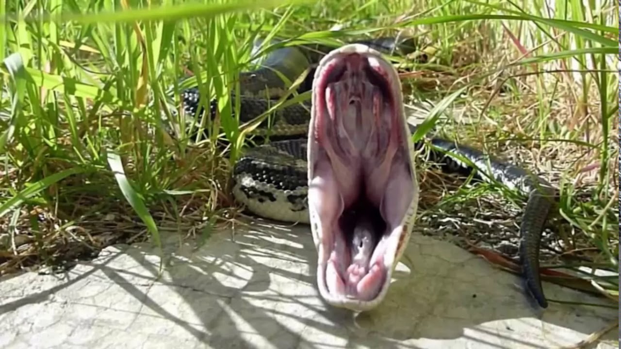 Deer Vs Python Fight - YouTube