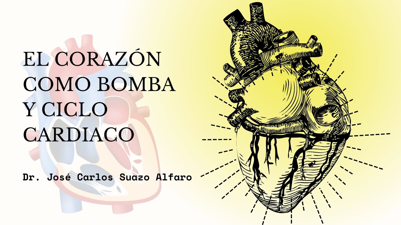 El corazón como bomba y Ciclo cardiaco Parte 1 ️ - YouTube