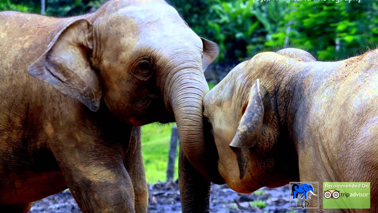 Hotel Elephant Bay - YouTube