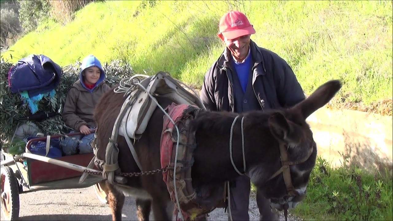 BURRO CHAMADO "EZEQUIEL" PUXANDO PEQUENA CARROÇA EM ORTIGA MAÇÃO - YouTube