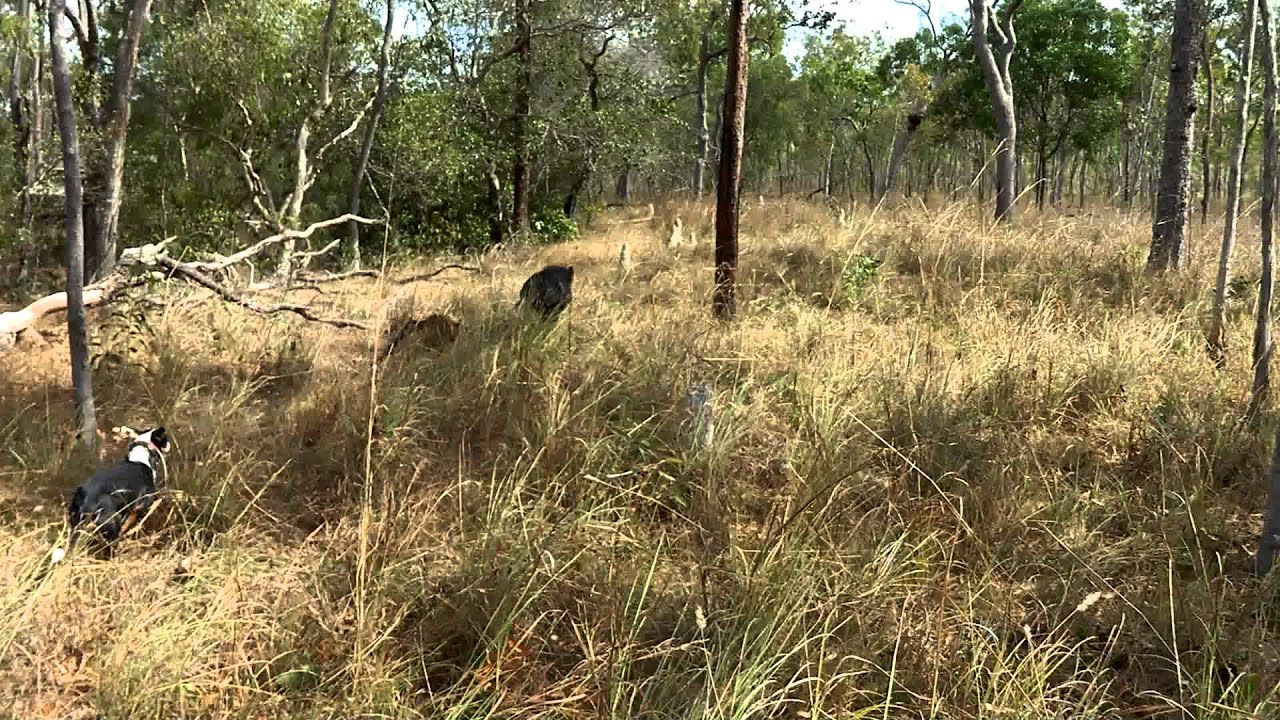 Boar charge - YouTube