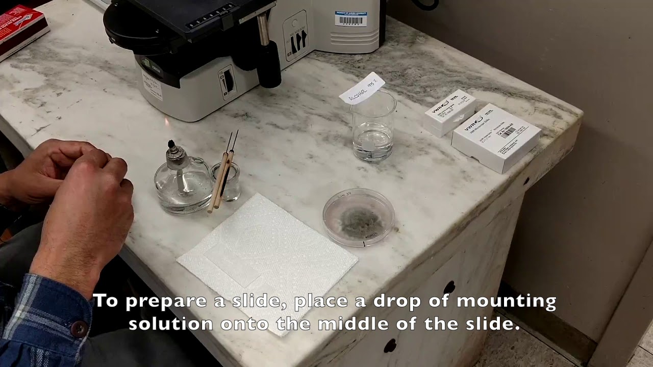 Lab 4 - Preparing Slides - YouTube