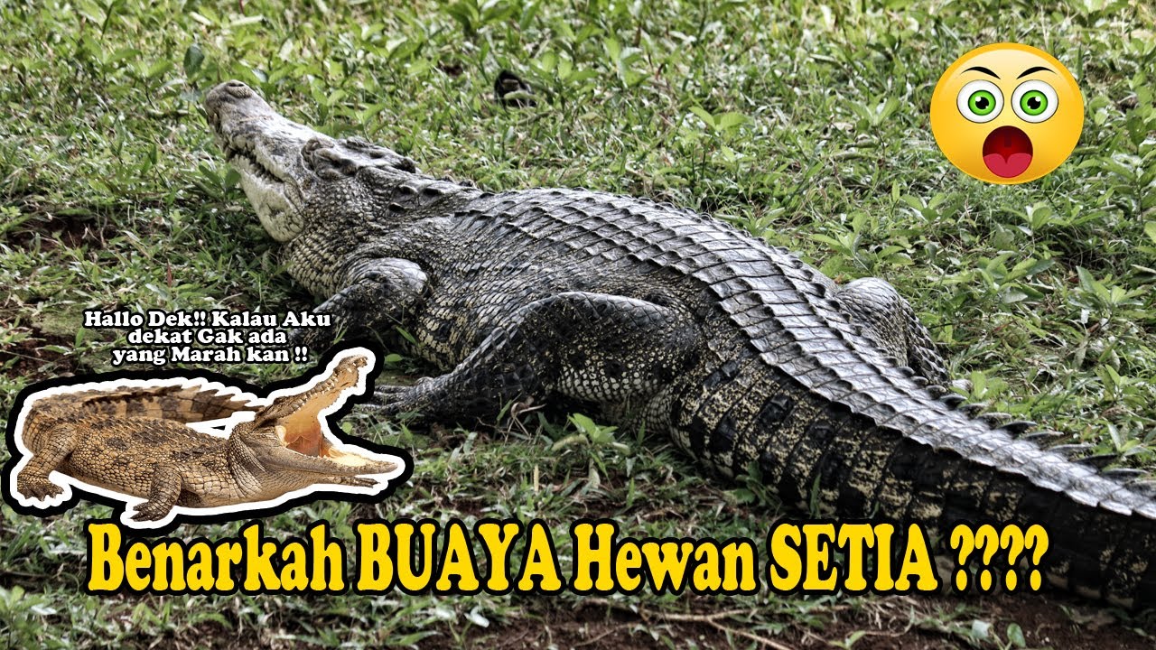 Apakah Buaya Hewan yang Setia?? Ini Fakta Manariknya #buayabesar # ...