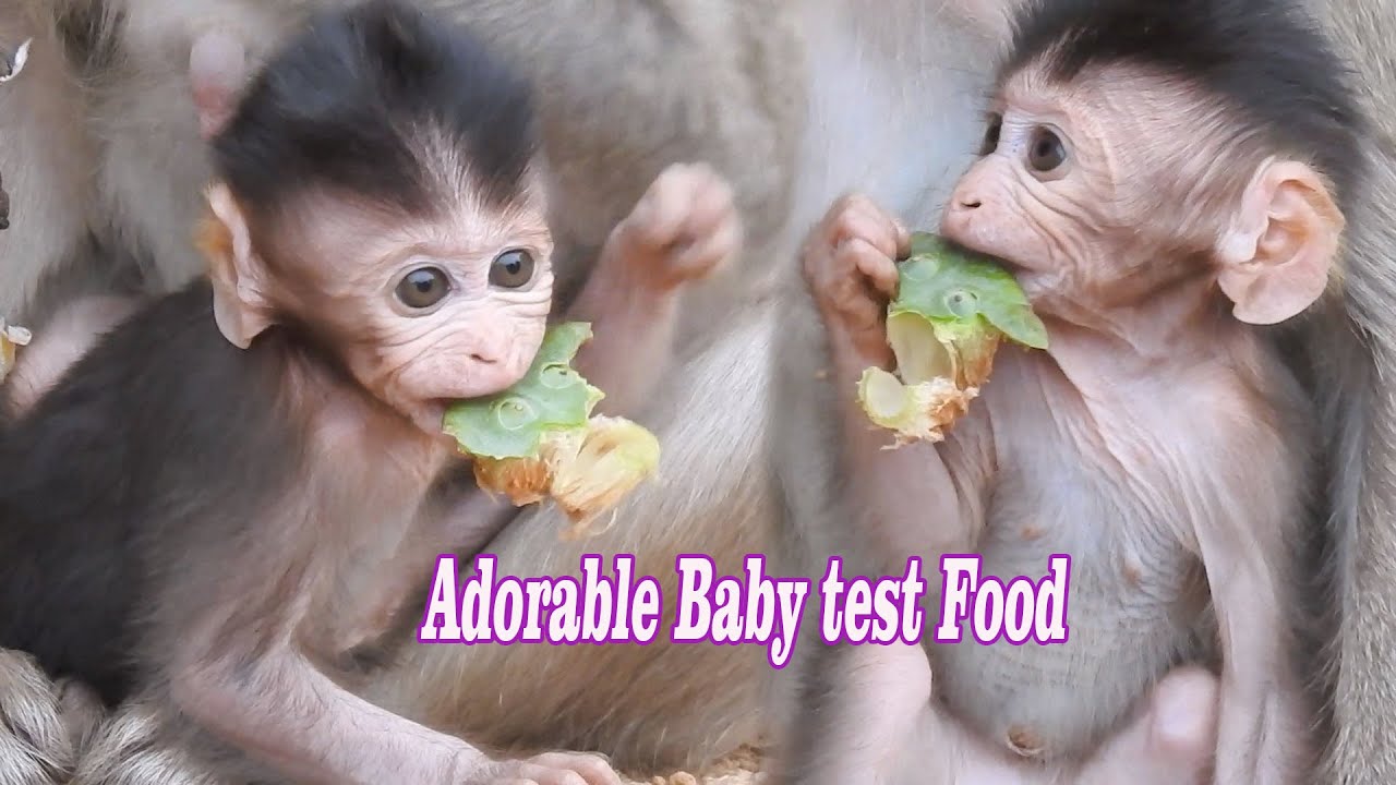 Gorgeous baby monkey 2020..!! Look adorable action of cute baby Simone ...