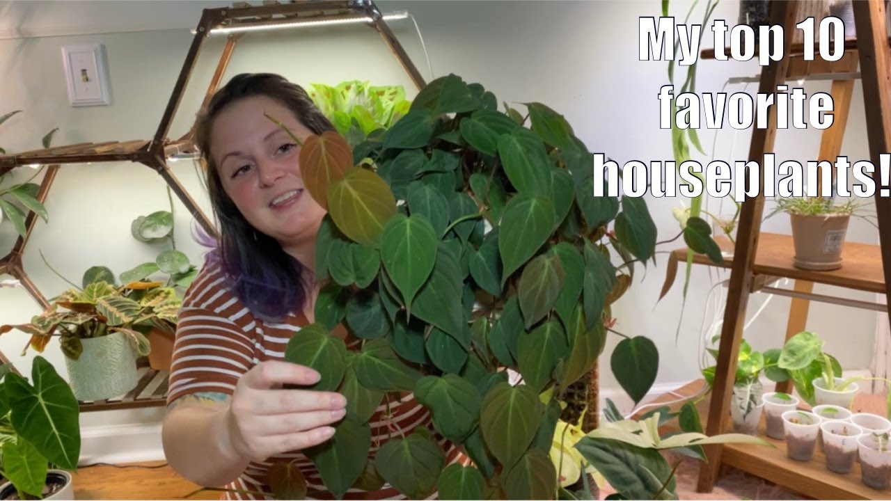 My Top 10 Favorite Houseplants! - YouTube