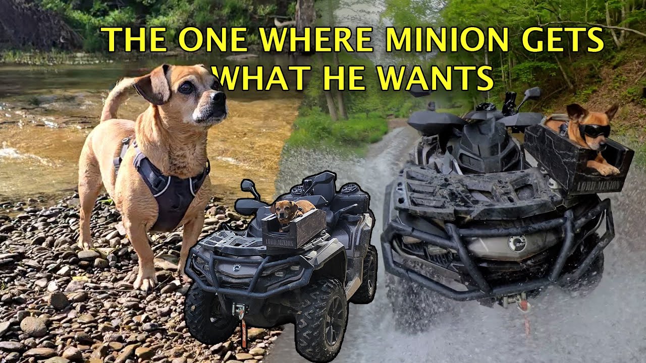 Minion goes places, does things on the ATV #narrowayhomestead # ...