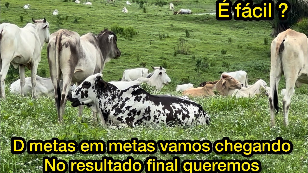Algumas metas concluídas é fácil ? Não ! Mais n é impossível e bora pra ...
