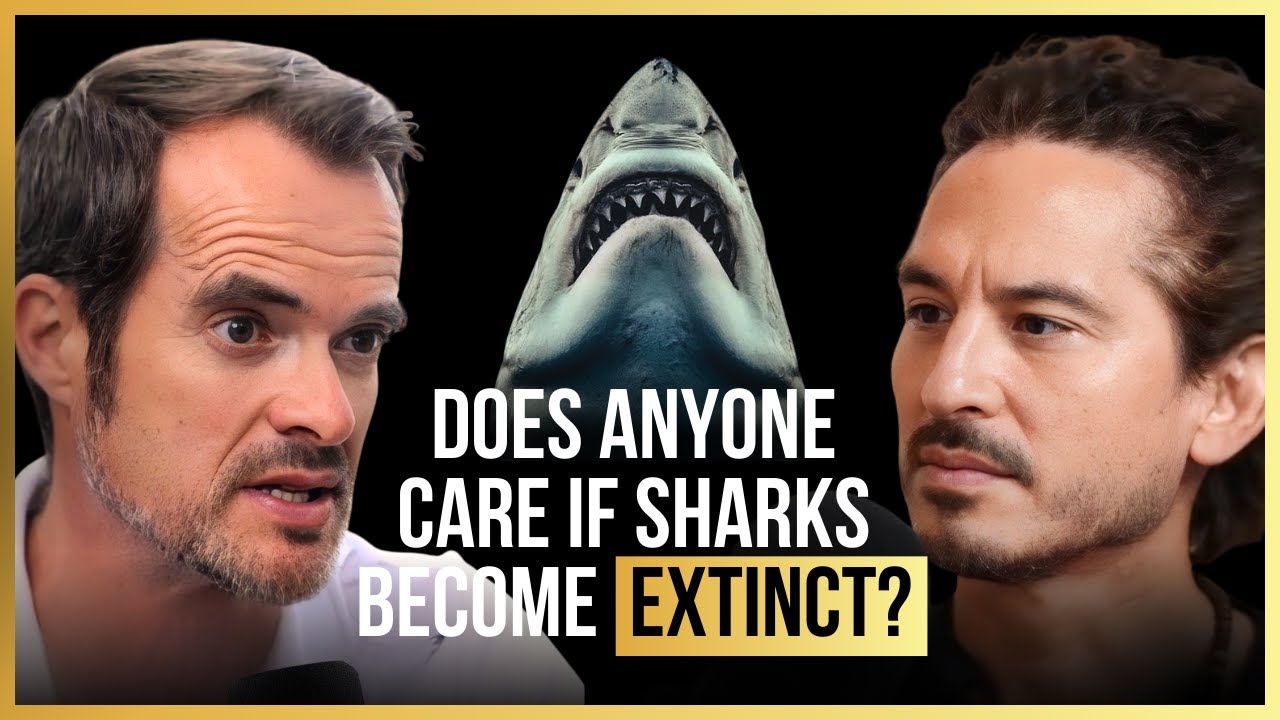 Humans Need Sharks... So Why Are We Killing Millions Of Them ? | ft ...