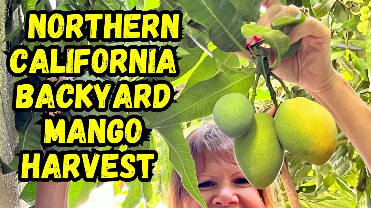 Growing and Harvesting Mangoes in Northern California - YouTube