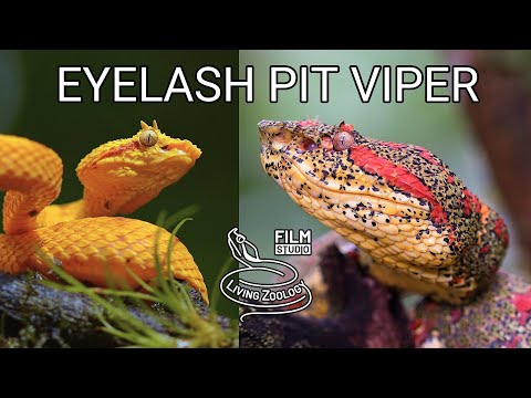 Venomous Eyelash pit viper (Bothriechis schlegelii), colorful snake species from Costa Rica, oropel