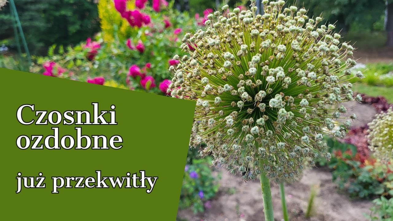 CZOSNKI OZDOBNE przekwitły i co teraz 🌱🌱🌱 POCZĄTEK LATA w ogrodzie ...