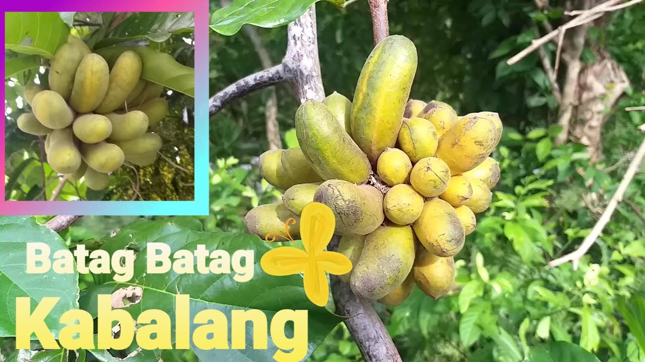 #Batag batag Kabalang or batagkuya #ProvinceLife #Philippines🇵🇭 # ...