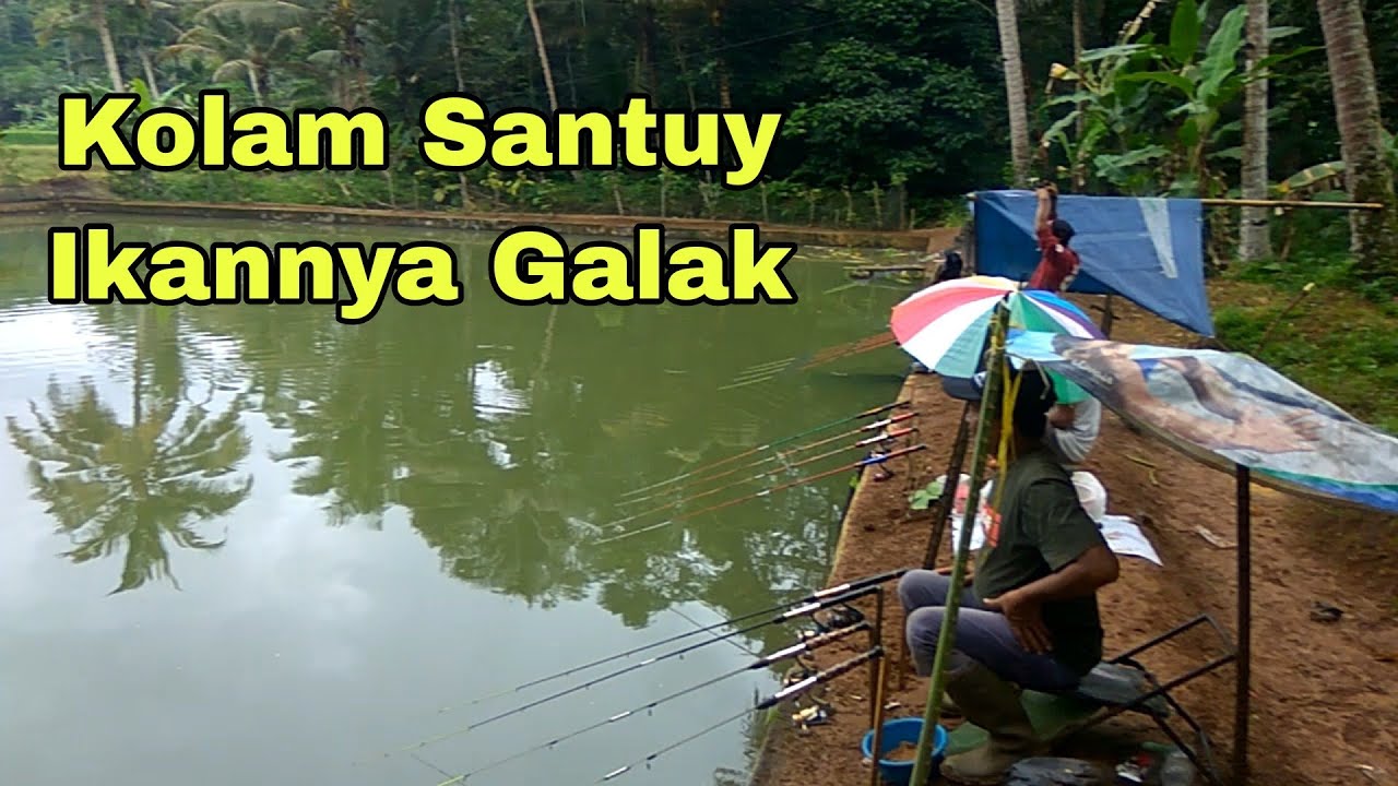 Borongan mancing ikan kolam 48. - YouTube