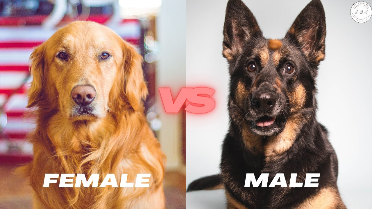 Unleashing the Debate: Male vs Female German Shepherd - Which Reigns ...