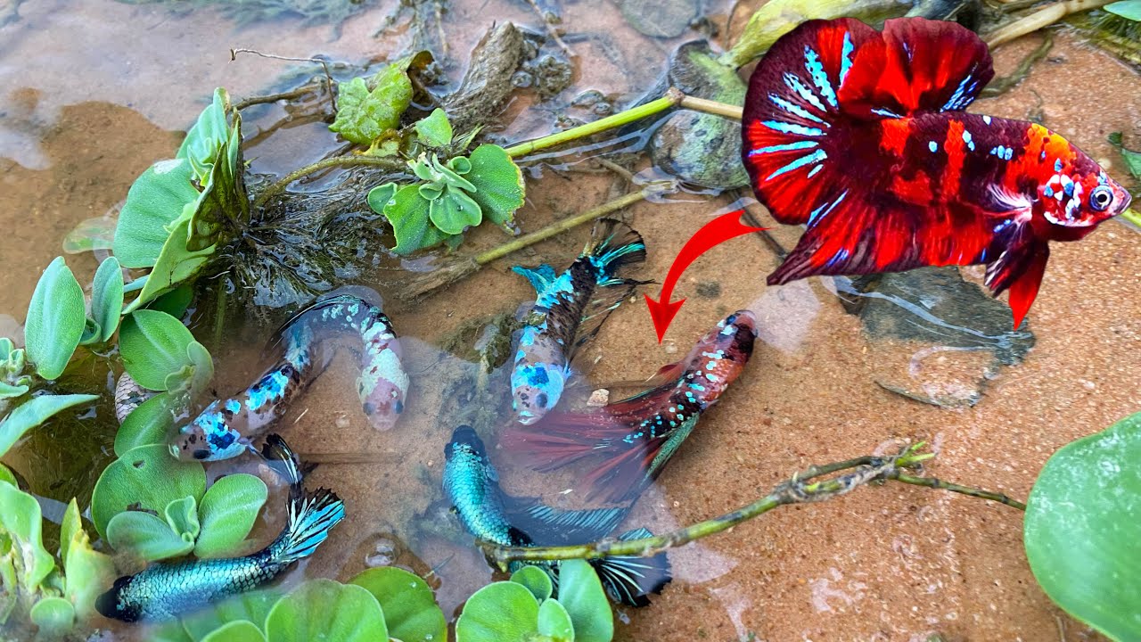 Amazing Traditional Tool And Found Betta Fish Bye Fisherman | Catching ...