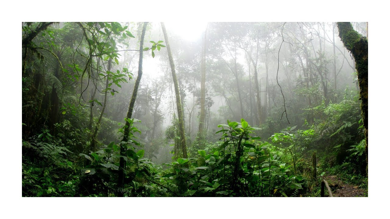 3hr Relaxing rainforest sounds to fall asleep - YouTube