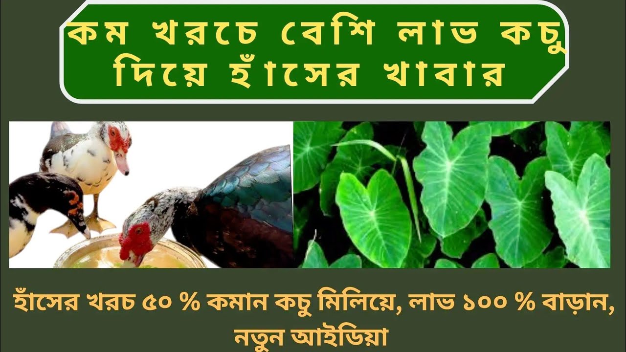 হাঁসের খরচ ৫০% কমান কচু মিশিয়ে, লাভ ১০০% বাড়ান!Muscovy Duck Farm in ...