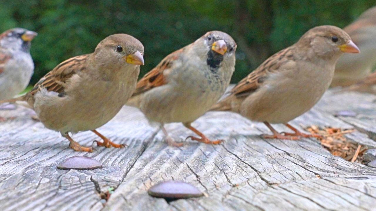 Step Dancing House Sparrows [4K] - YouTube