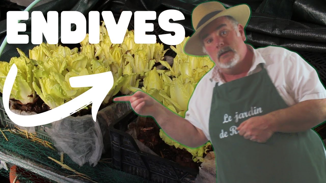 "Endives : les astuces pour réussir la plantation" - YouTube
