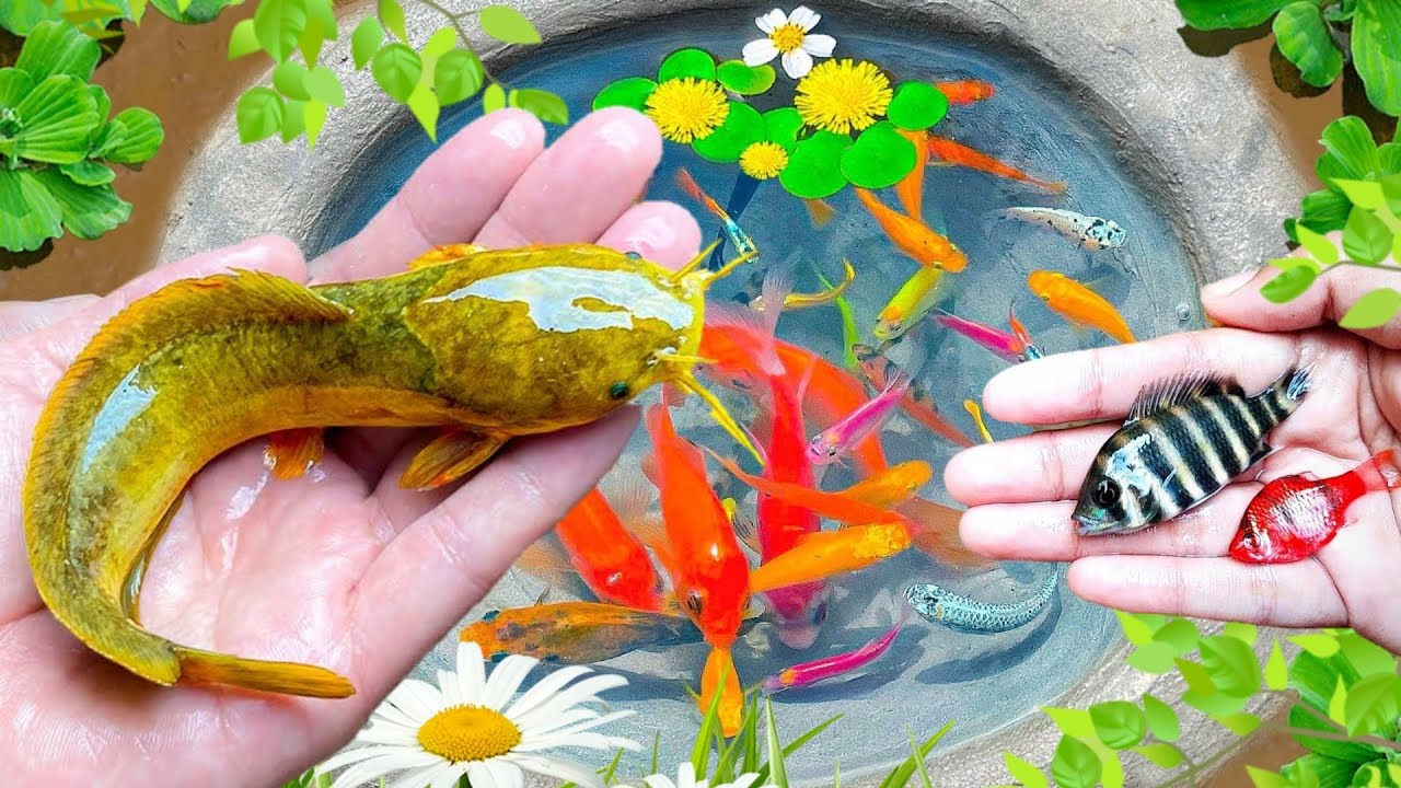 Catch Colorful Fish In Tiny Lake, Koi fish, Guppy, Glofish, Goldfish ...