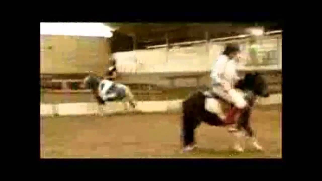 Epic Fails - Compilation of Horses Part 2 - YouTube