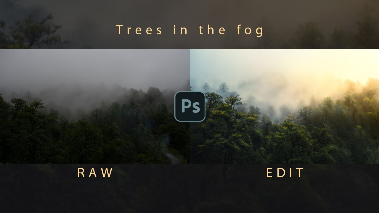 Edit photo of the nature of the forest and trees in the fog - Photoshop ...